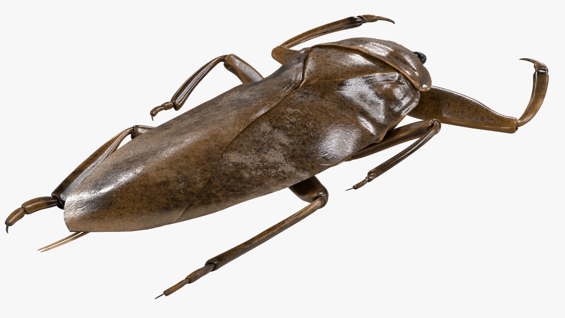 4K Giant Water Bug 3D Model - TurboSquid 2210535