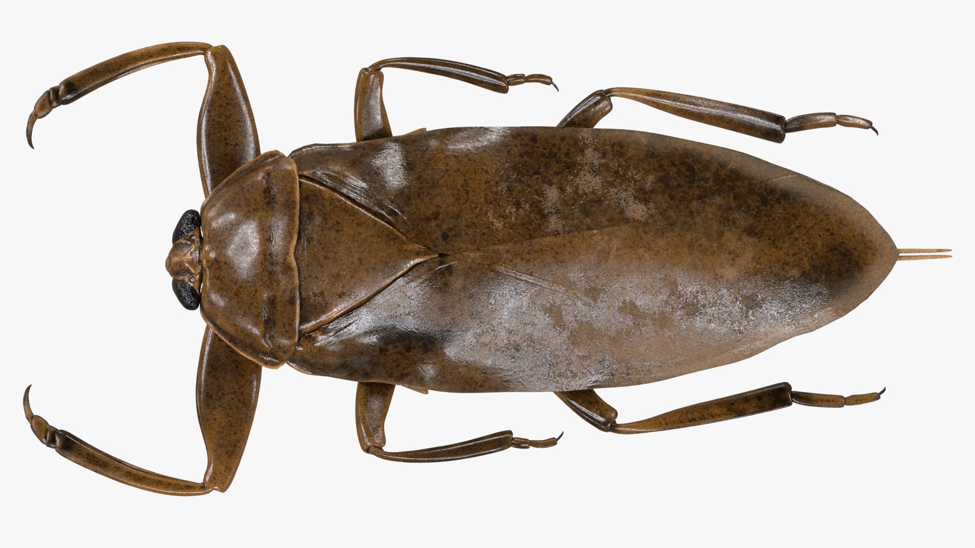4K Giant Water Bug 3D Model - TurboSquid 2210535