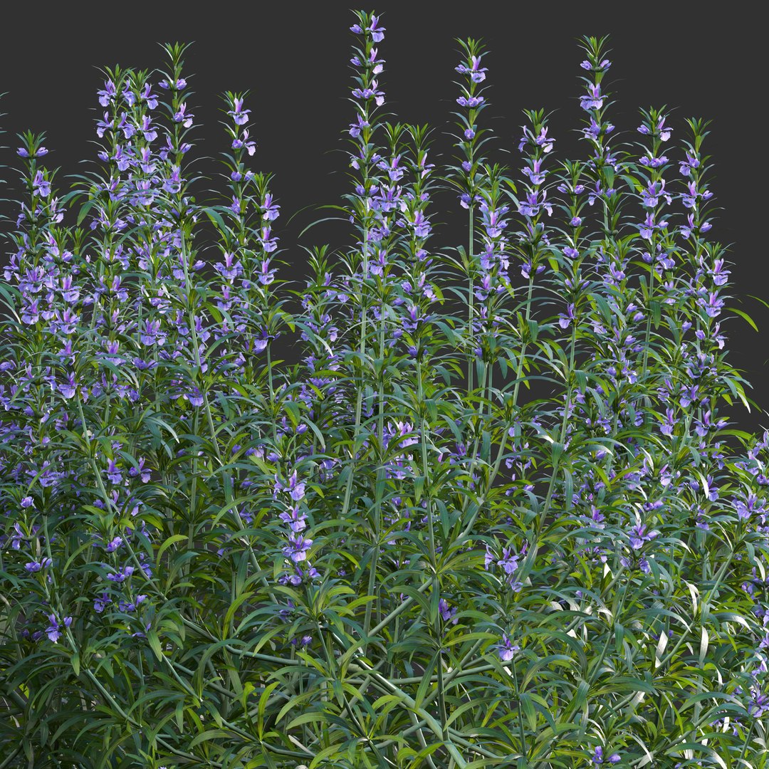 Rosmarinus - Rosemary - Romarin 02 3D Model - TurboSquid 2056519