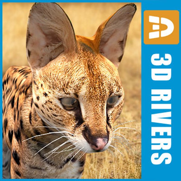 3d model serval cats