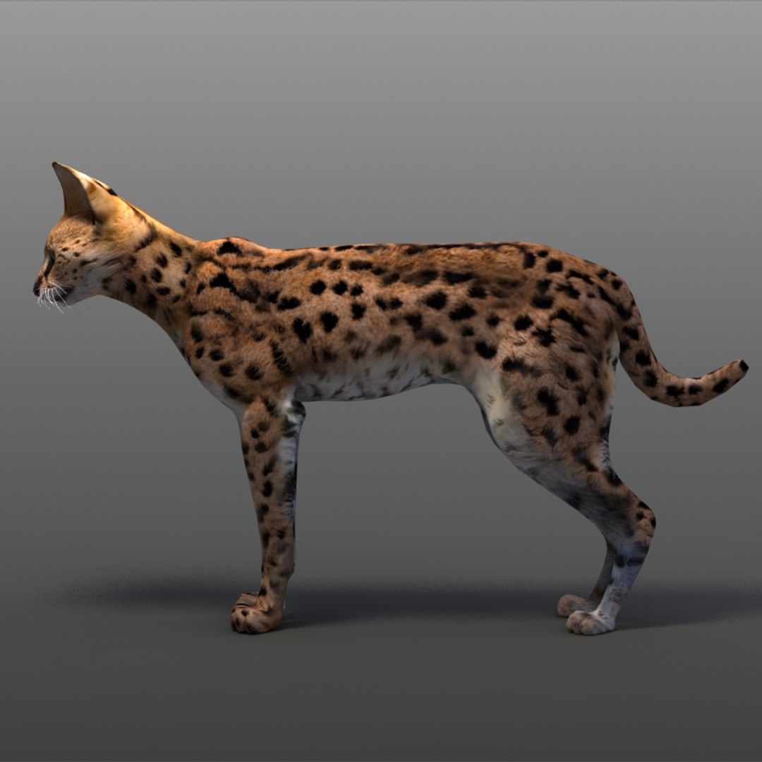 serval cats 3ds