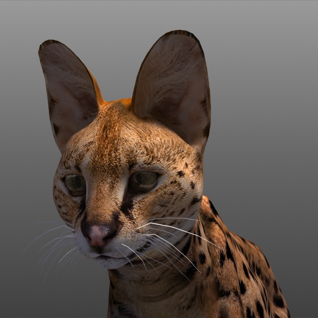 serval cats 3ds