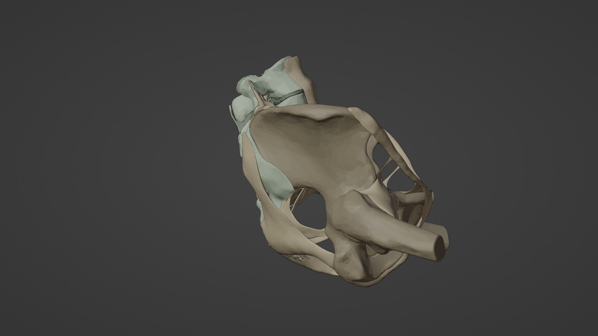 3D Pelvis Ligaments Model - TurboSquid 2079296