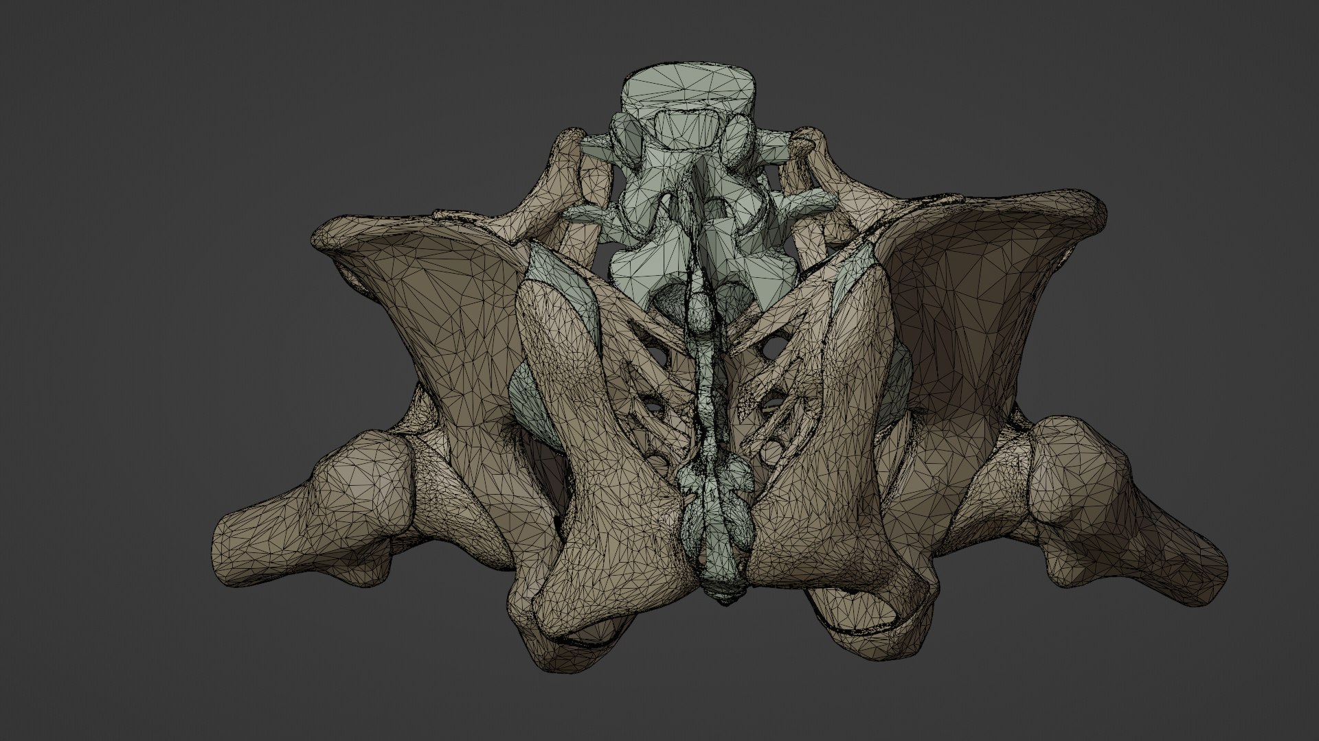 3D Pelvis Ligaments Model - TurboSquid 2079296