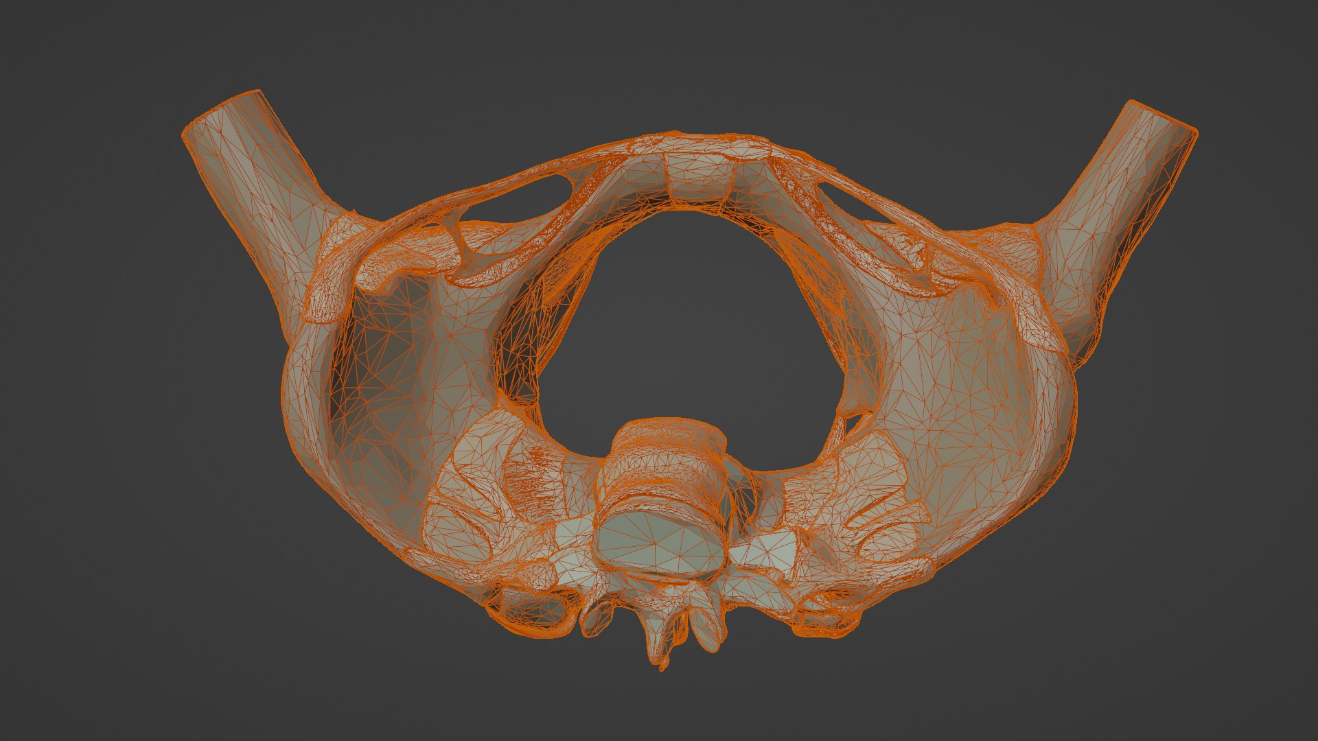 3D Pelvis Ligaments Model - TurboSquid 2079296