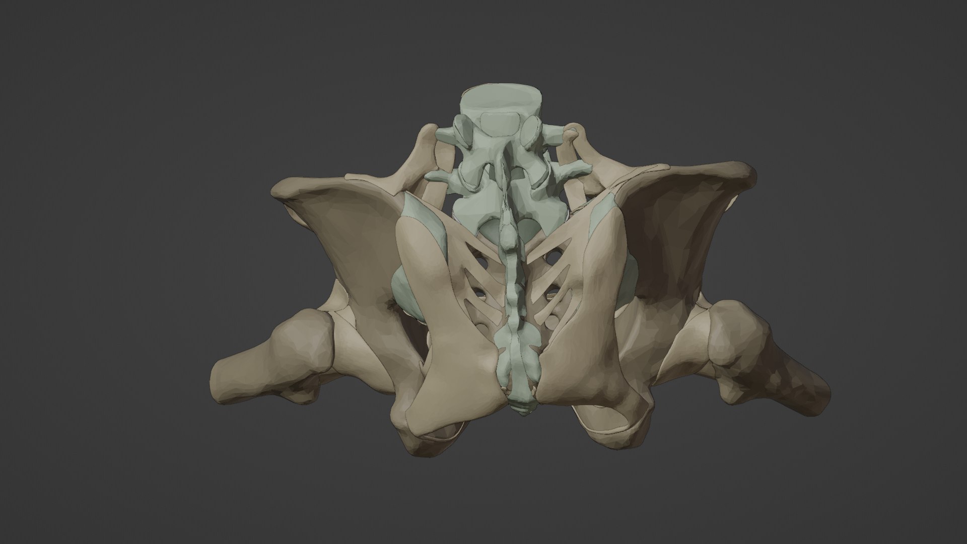3D Pelvis Ligaments Model - TurboSquid 2079296