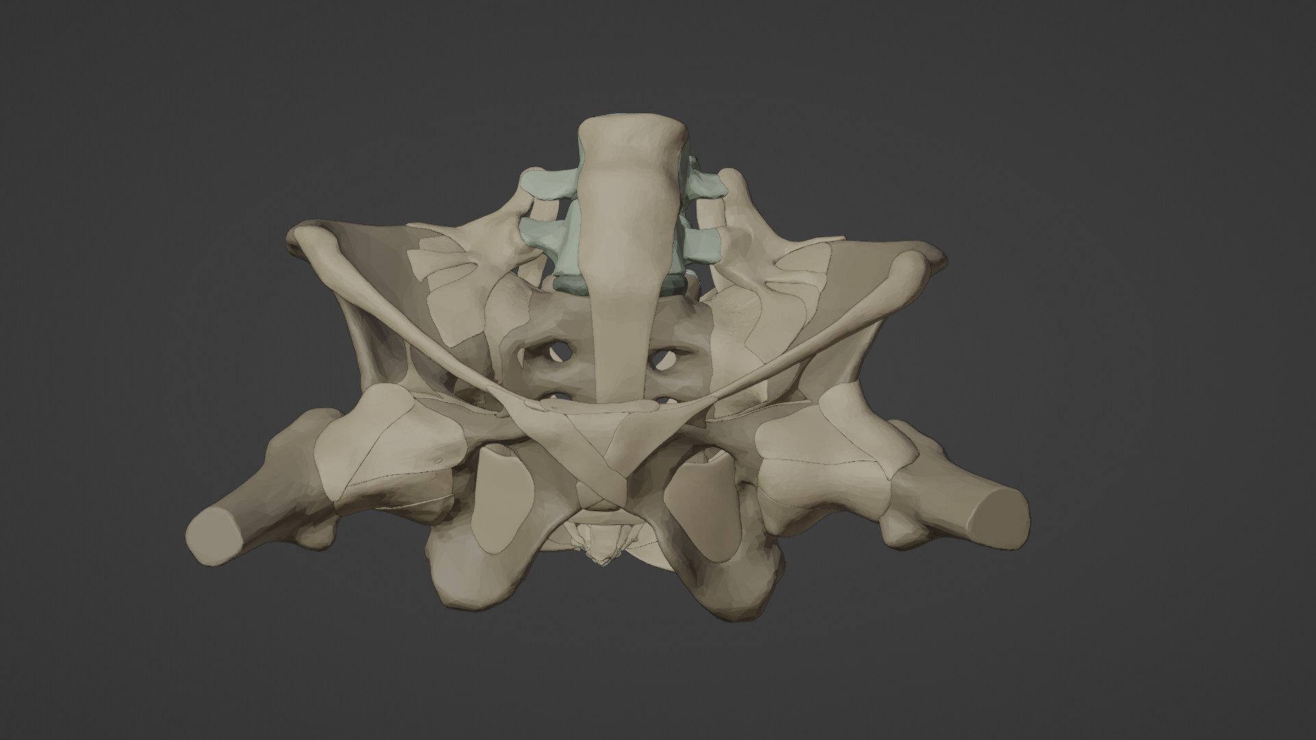 3D Pelvis Ligaments Model - TurboSquid 2079296