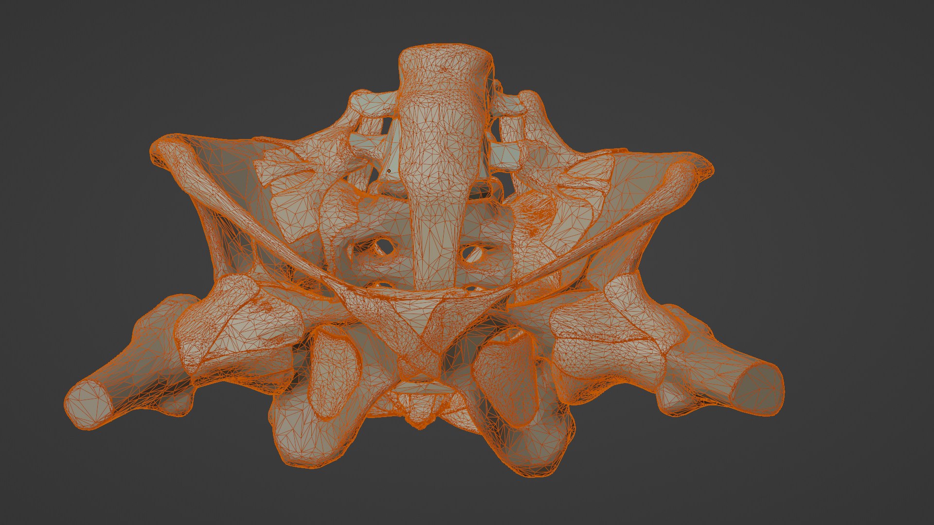 3D Pelvis Ligaments Model - TurboSquid 2079296