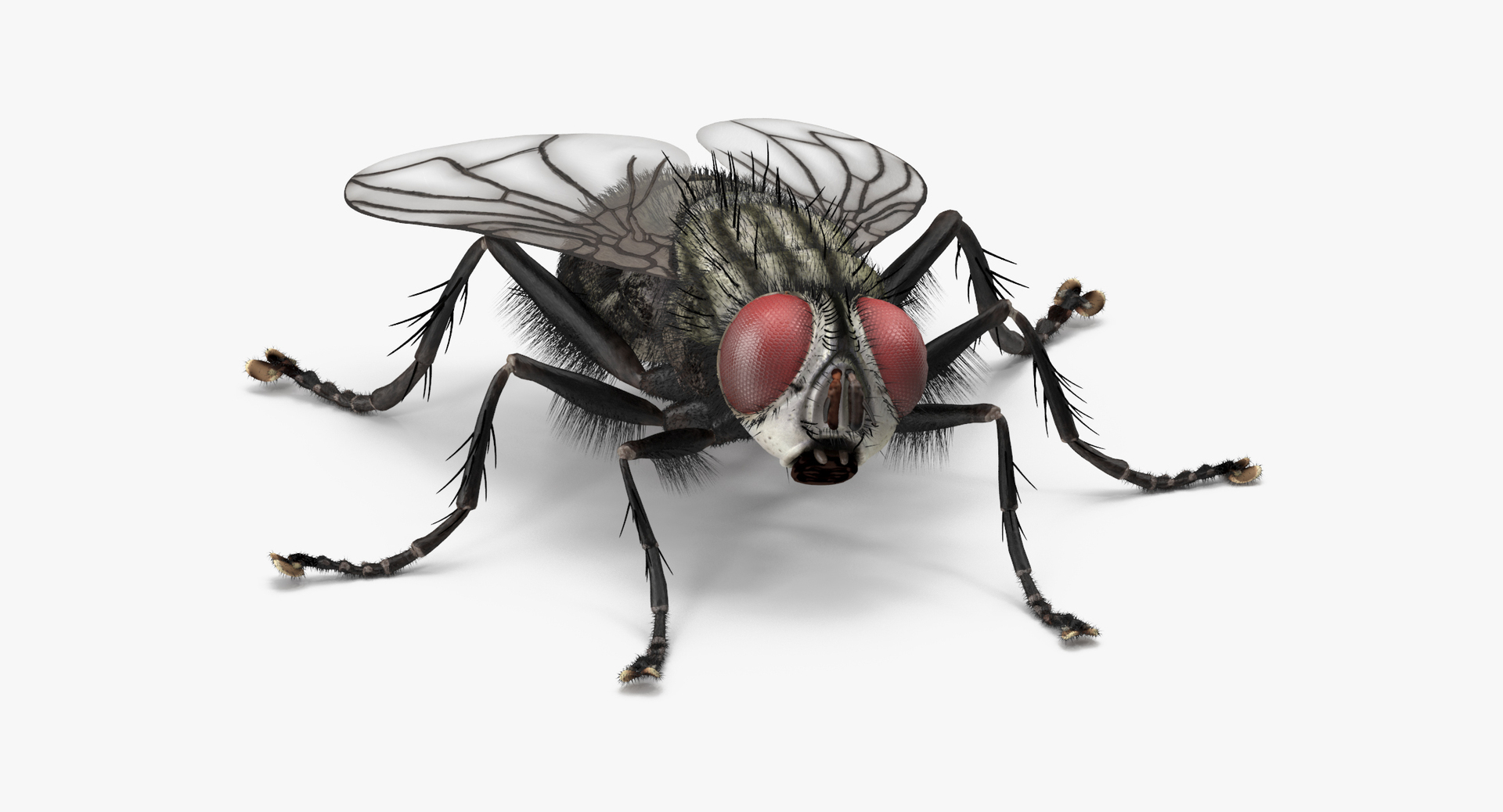 3d Model House Fly Poses