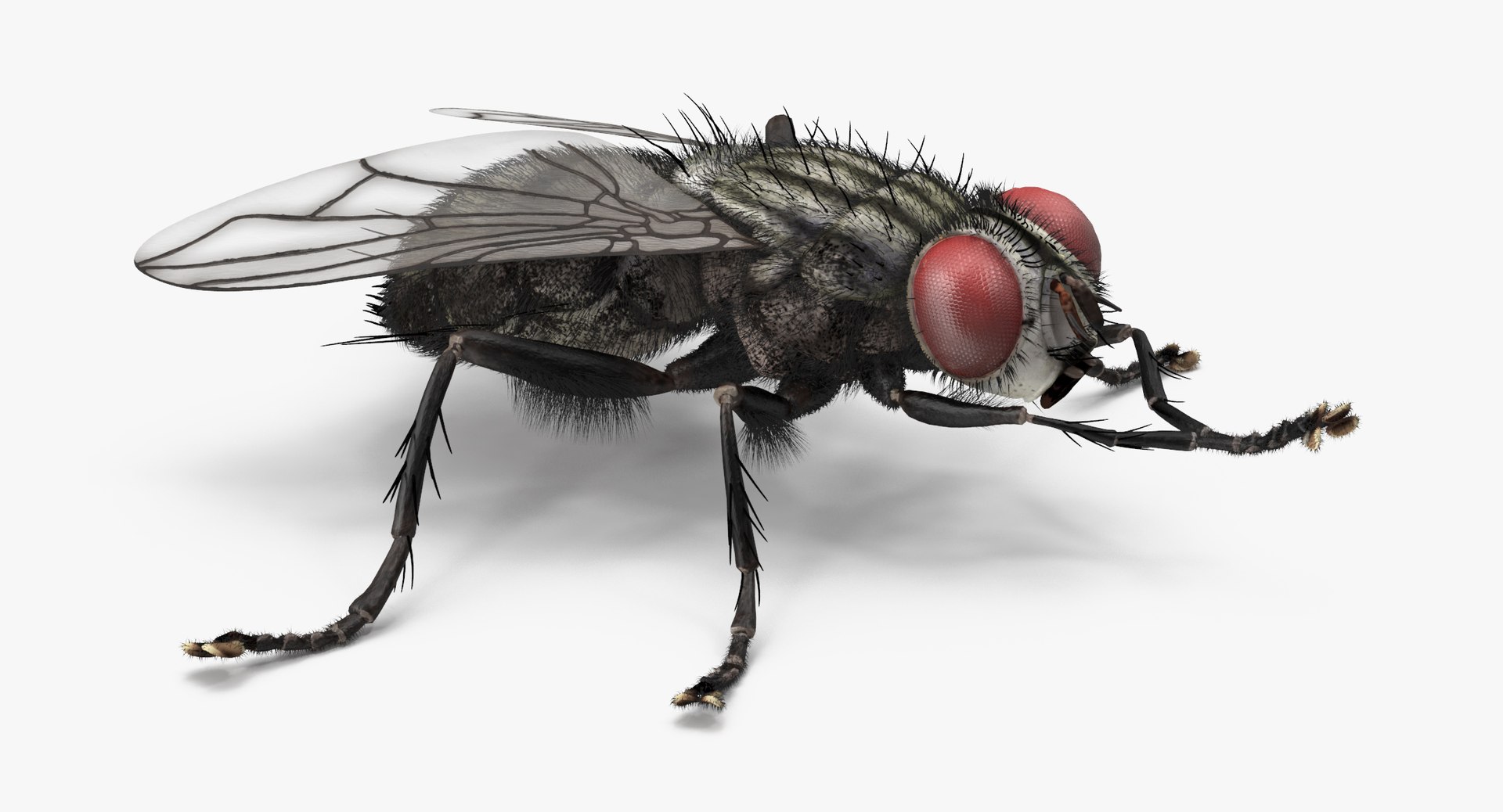 3d Model House Fly Poses