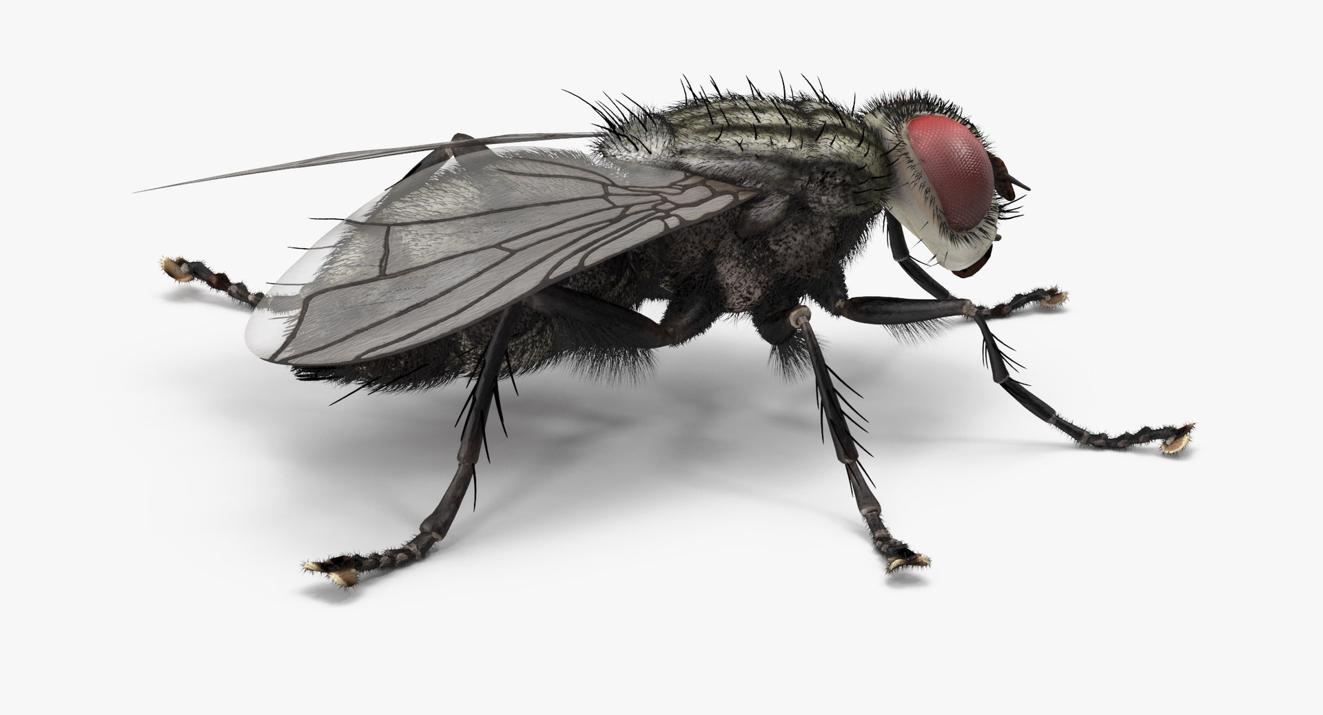 3d Model House Fly Poses