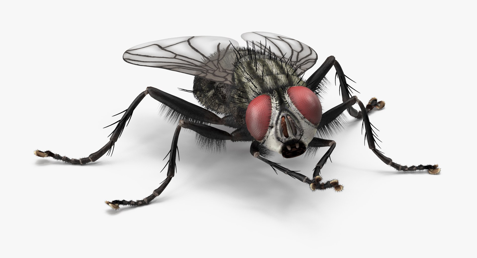 3d Model House Fly Poses
