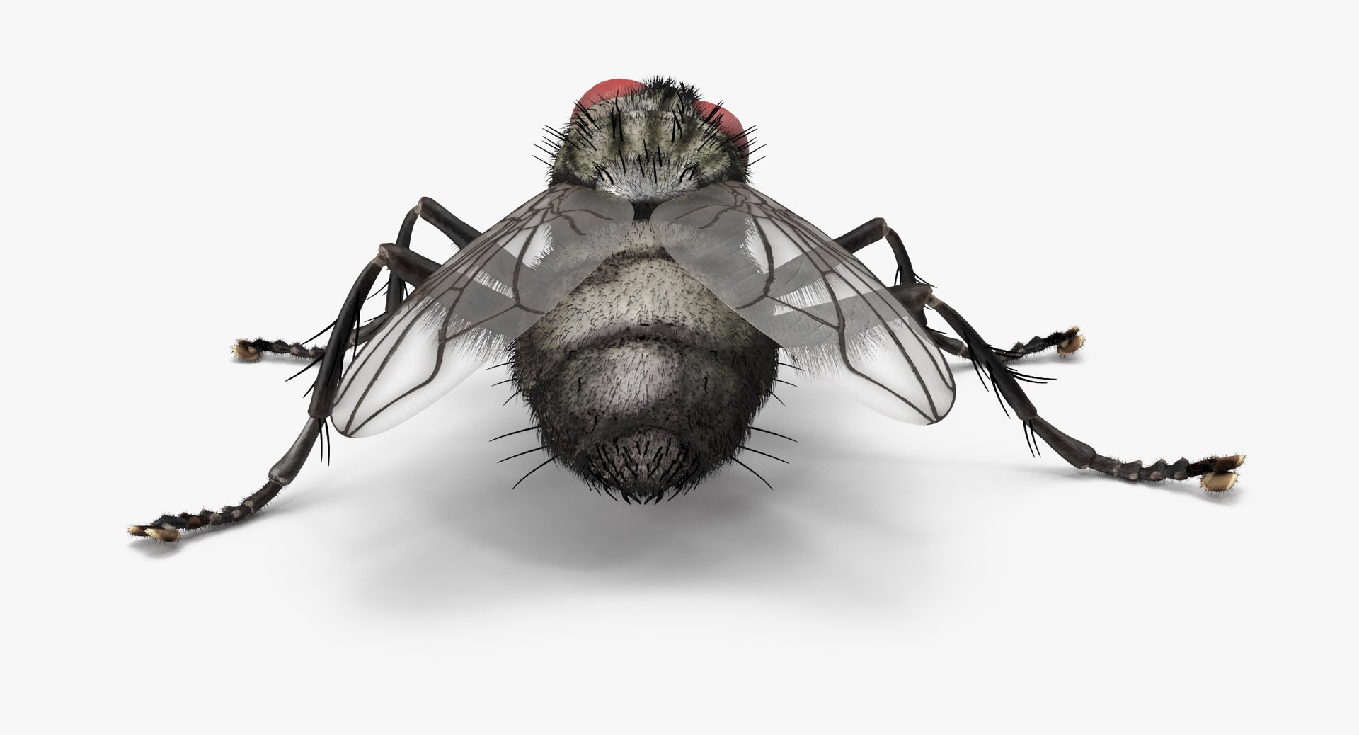 3d Model House Fly Poses