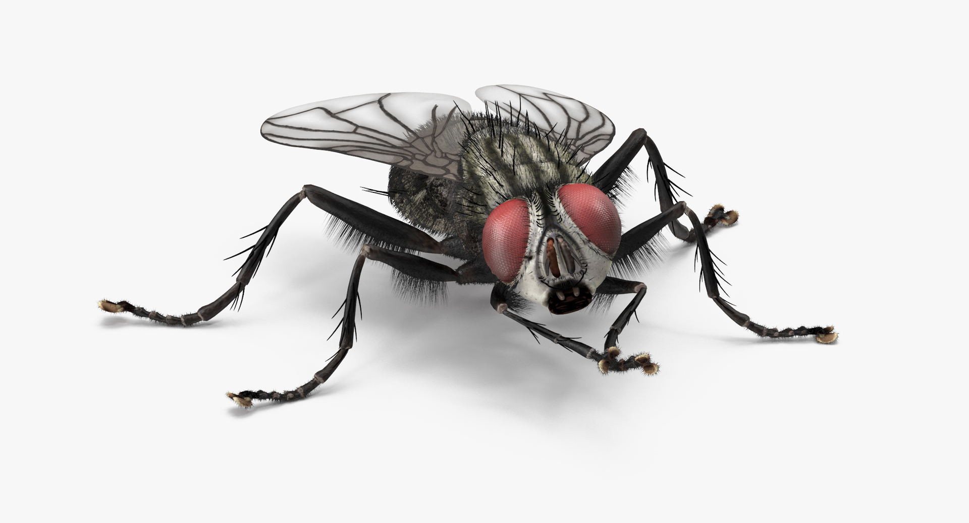 3d Model House Fly Poses