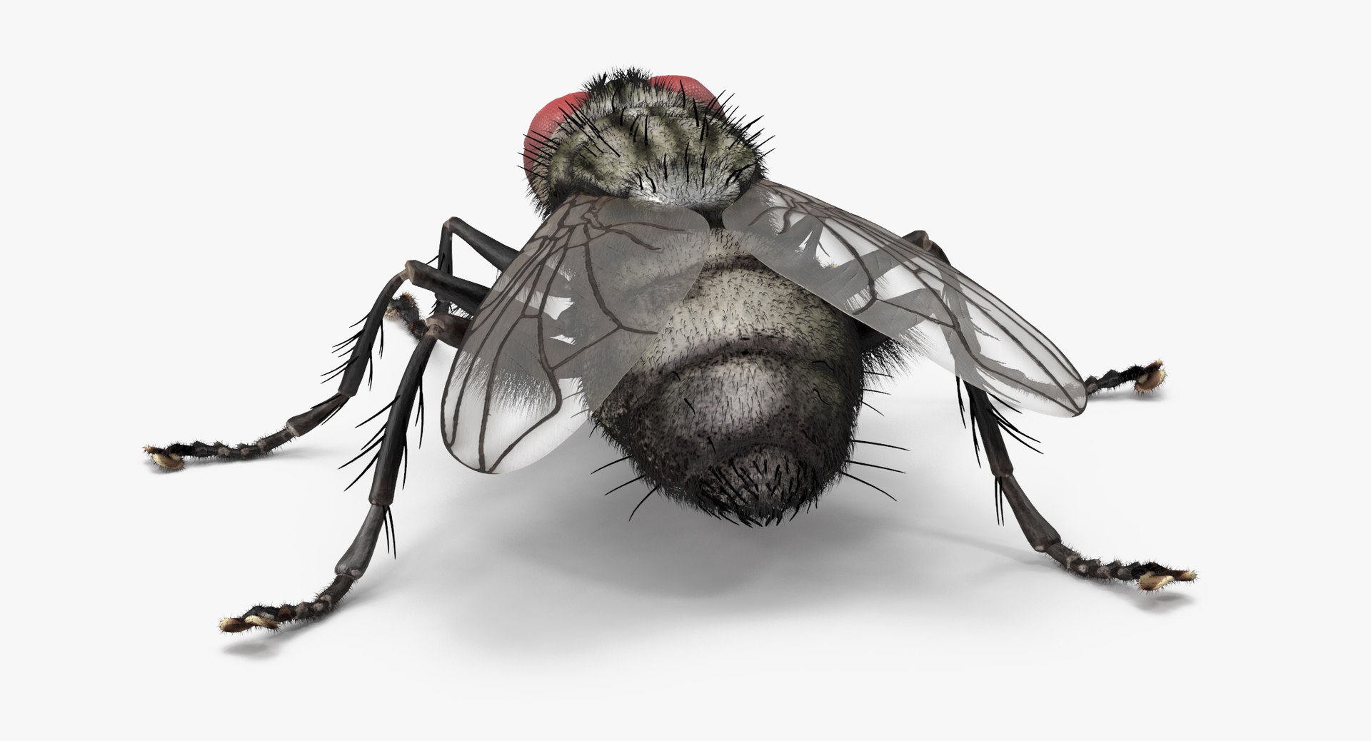 3d Model House Fly Poses