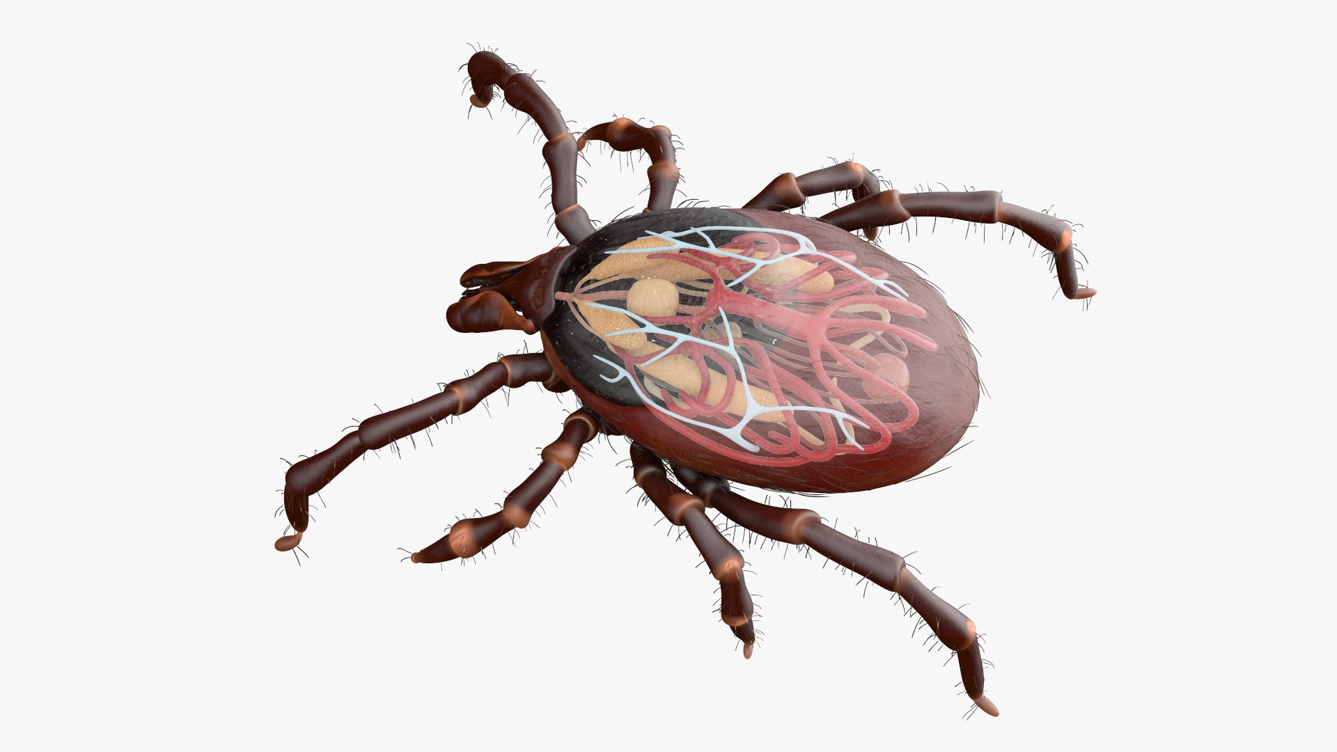 Tick Anatomy Static 3D model - TurboSquid 1935207
