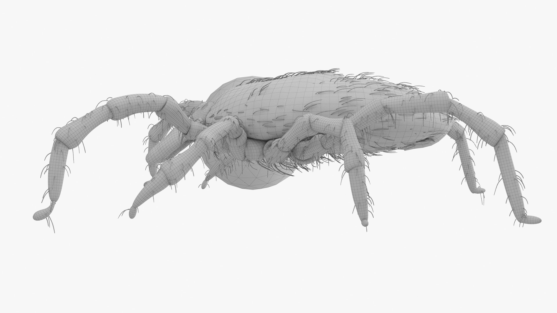 Tick Anatomy Static 3D model - TurboSquid 1935207