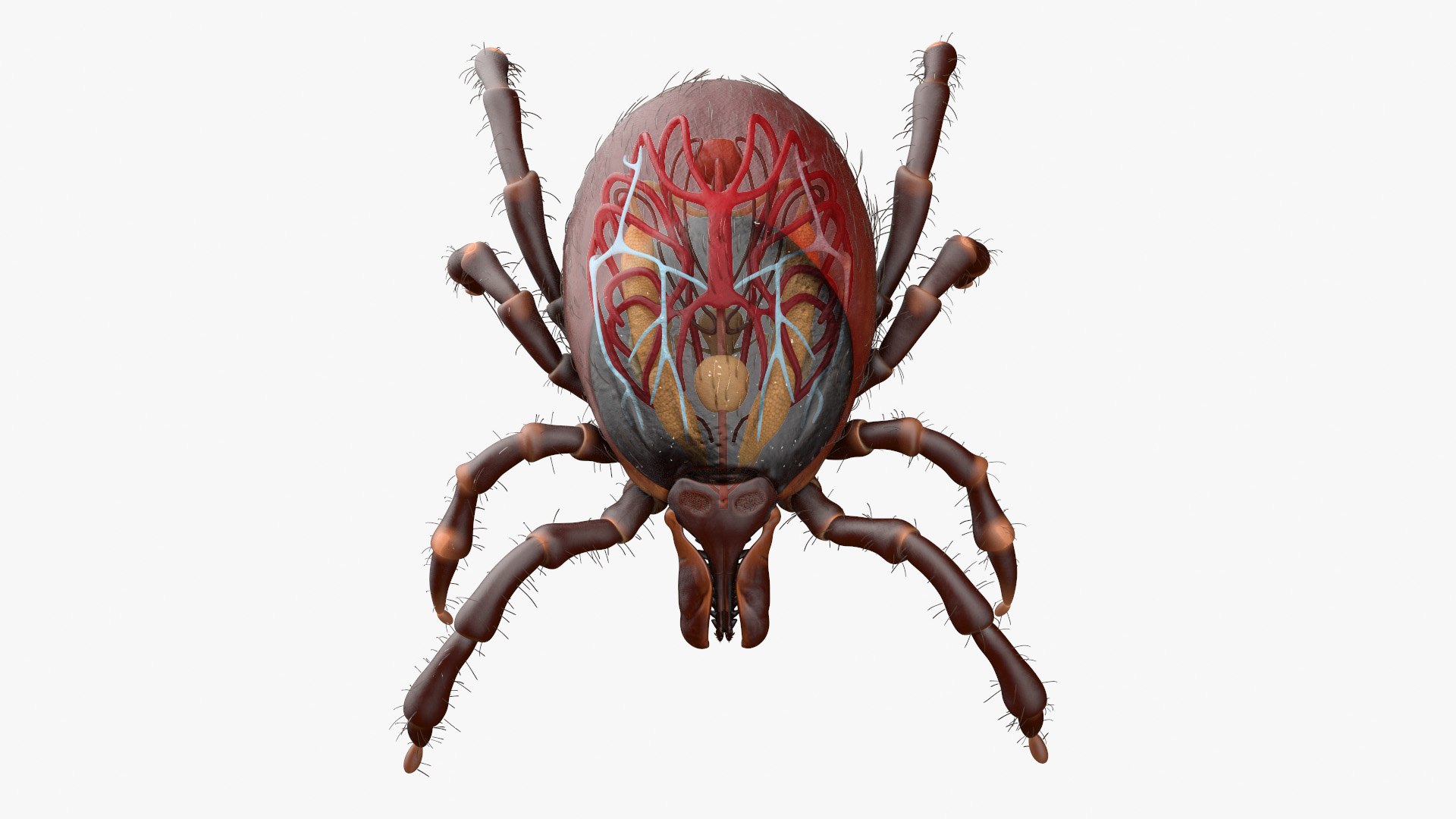 Tick Anatomy Static 3D model - TurboSquid 1935207