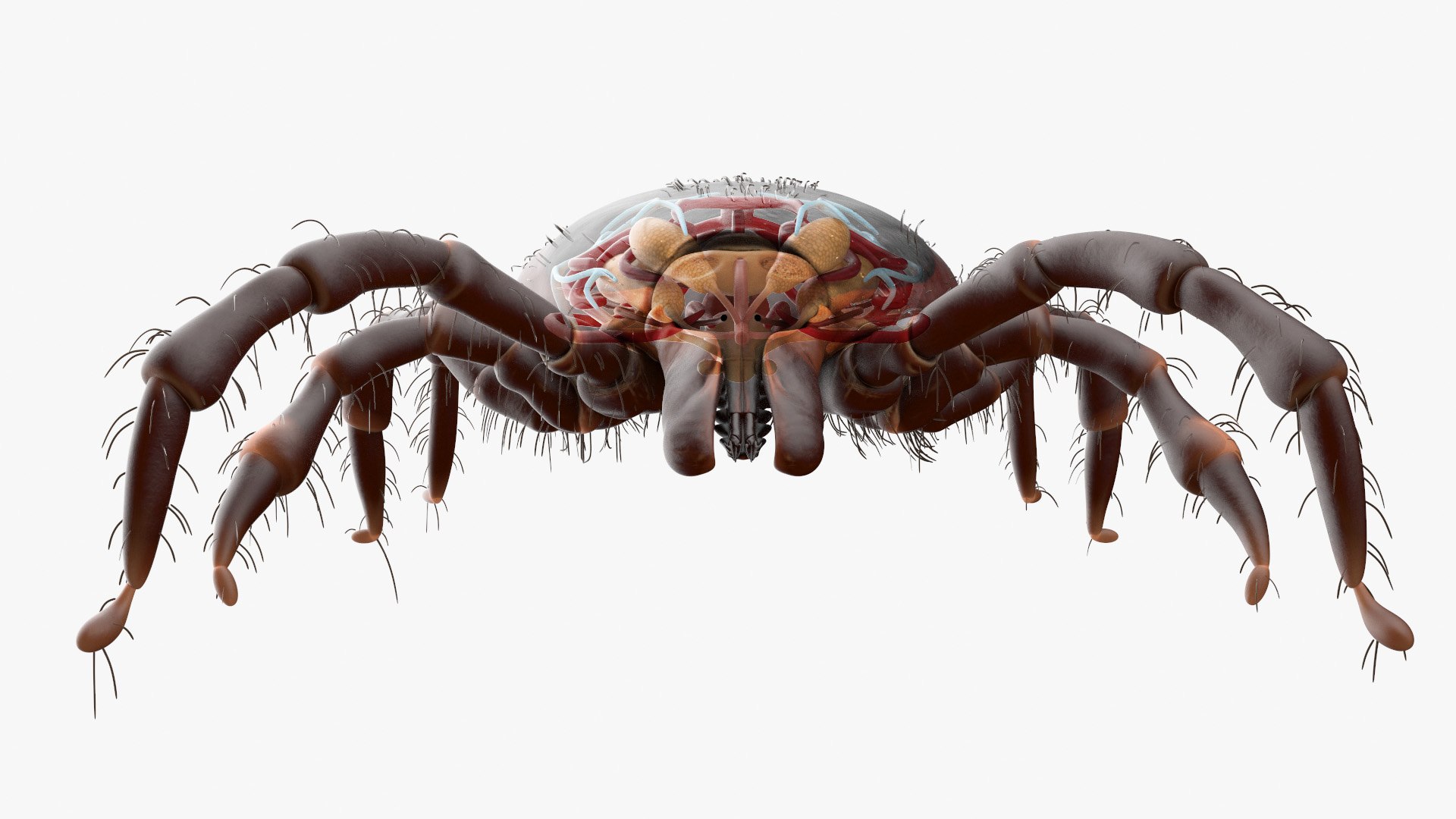 Tick Anatomy Static 3D model - TurboSquid 1935207