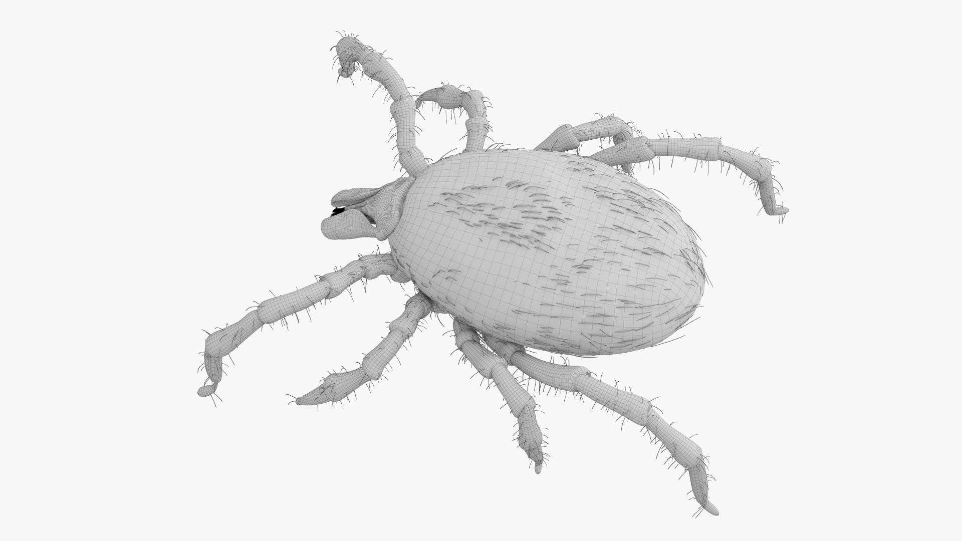 Tick Anatomy Static 3D model - TurboSquid 1935207