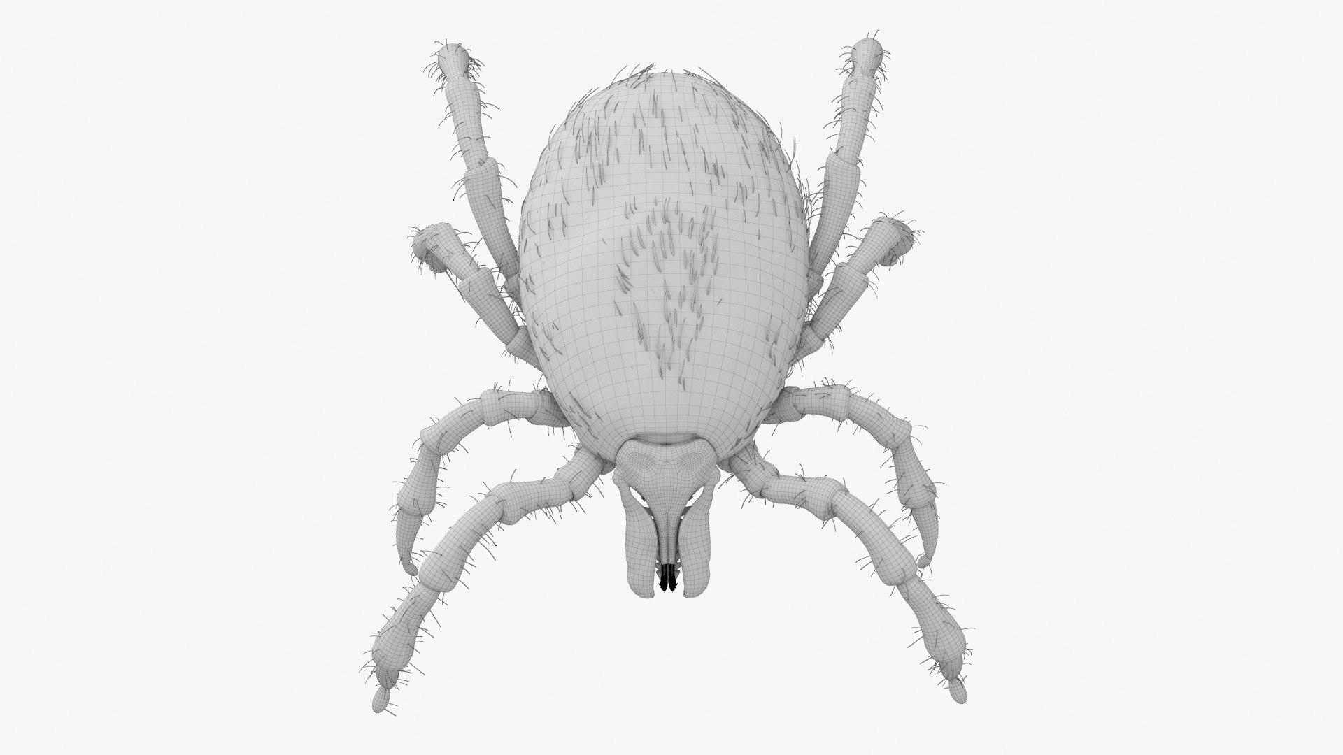 Tick Anatomy Static 3D model - TurboSquid 1935207