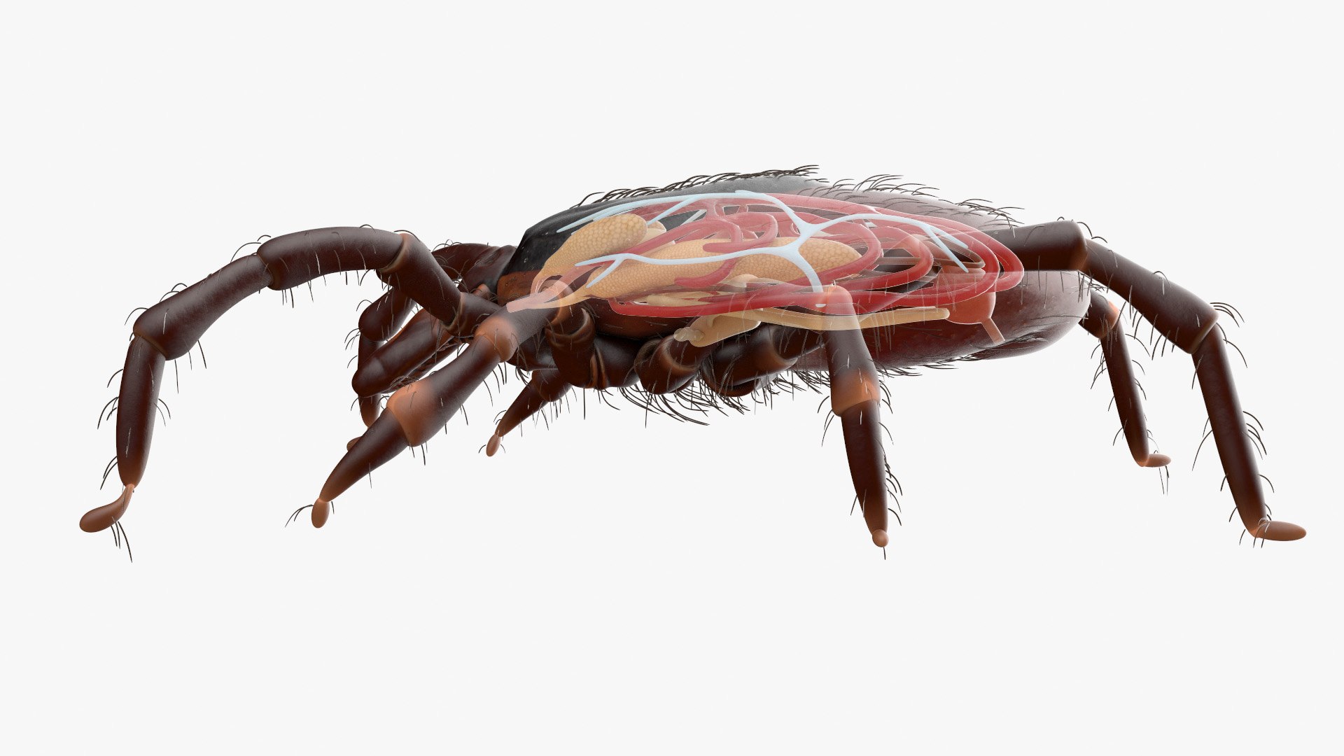 Tick Anatomy Static 3D model - TurboSquid 1935207