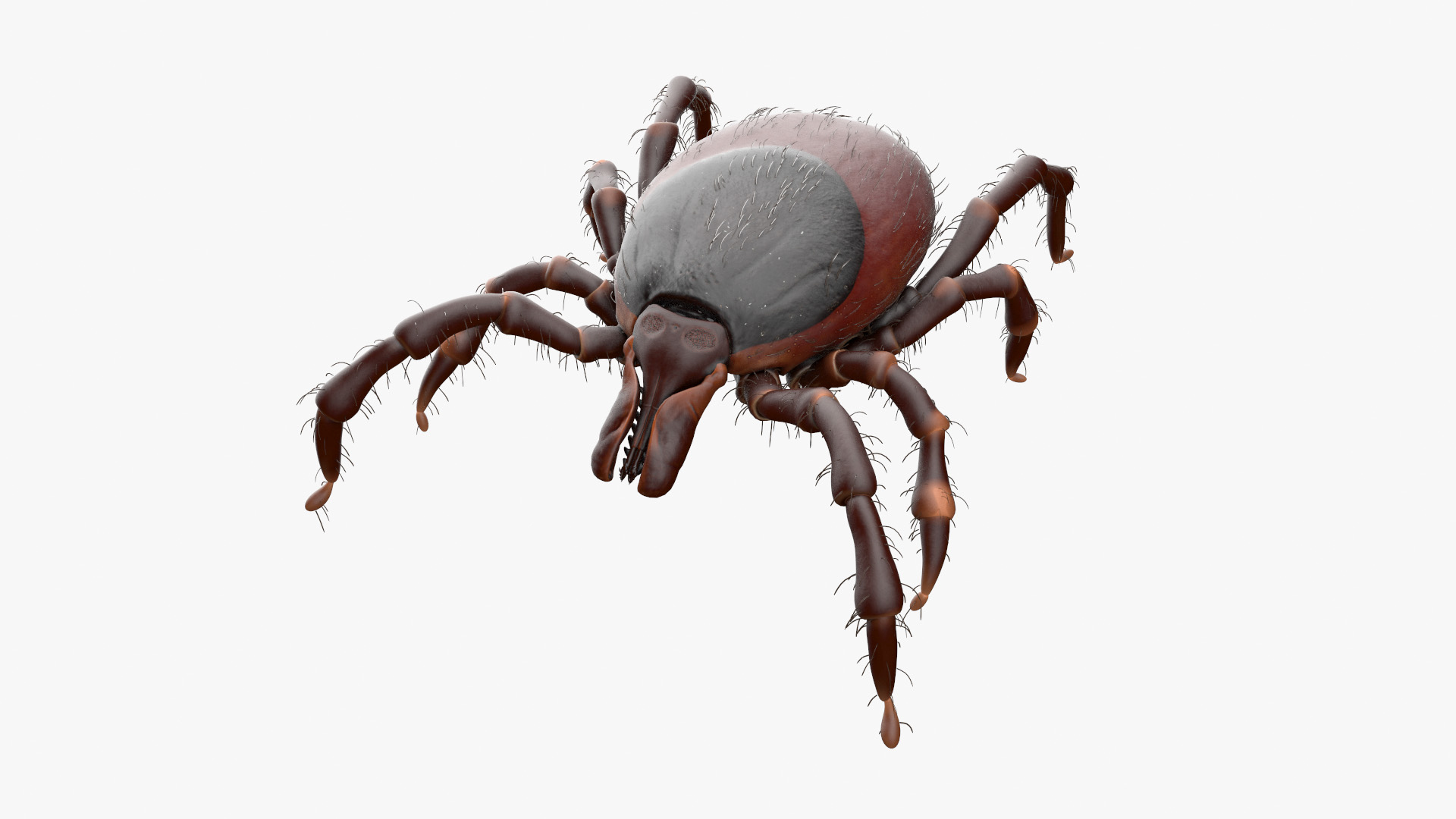 Tick Anatomy Static 3D model - TurboSquid 1935207