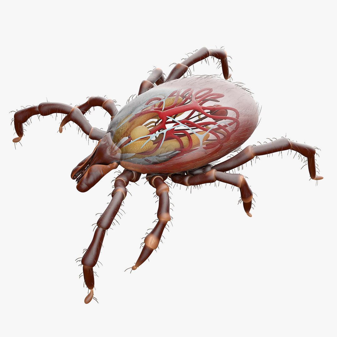 Tick Anatomy Static 3D model - TurboSquid 1935207