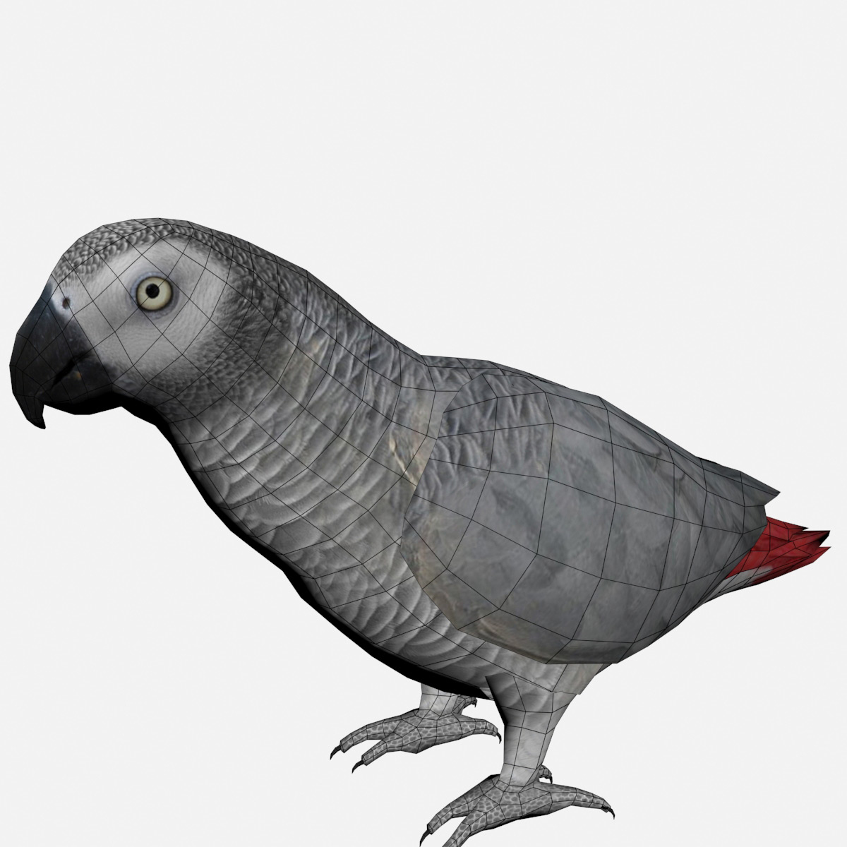 3d african grey parrot model