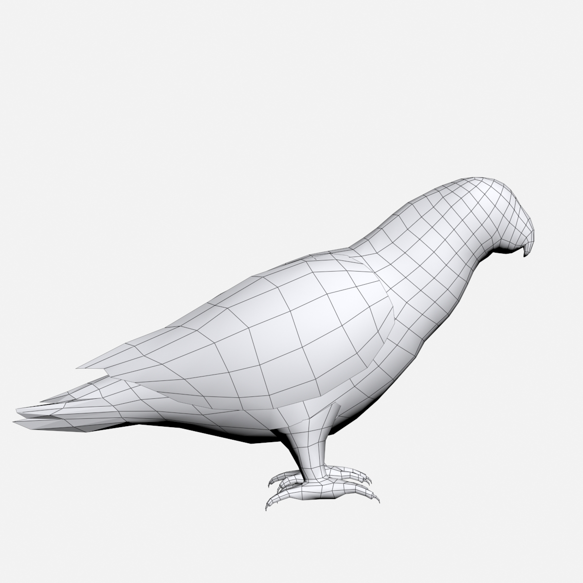3d african grey parrot model