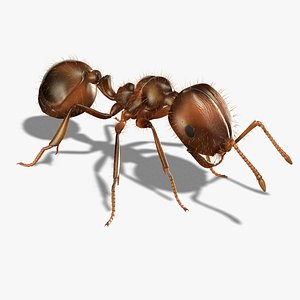 3D Fire Ant Models - Browse & Download Formats - TurboSquid
