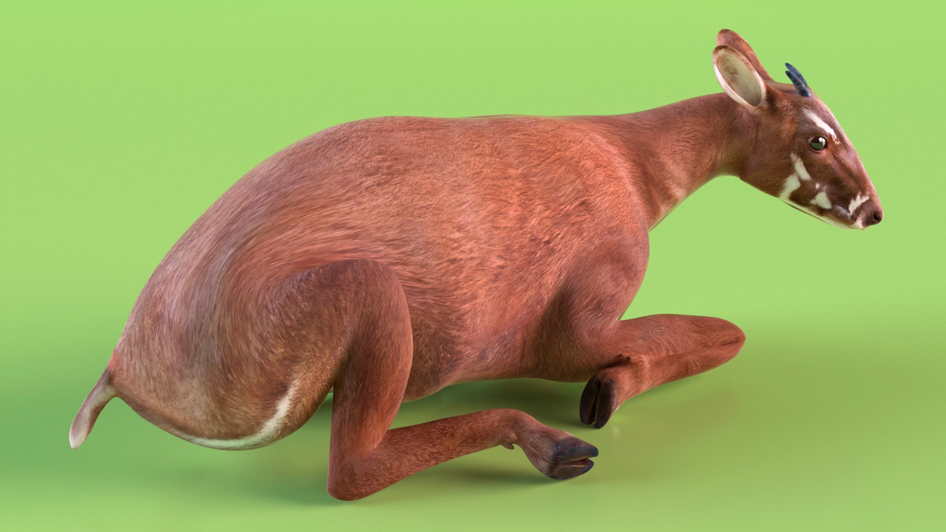 3D Saola Reclining - TurboSquid 2202829