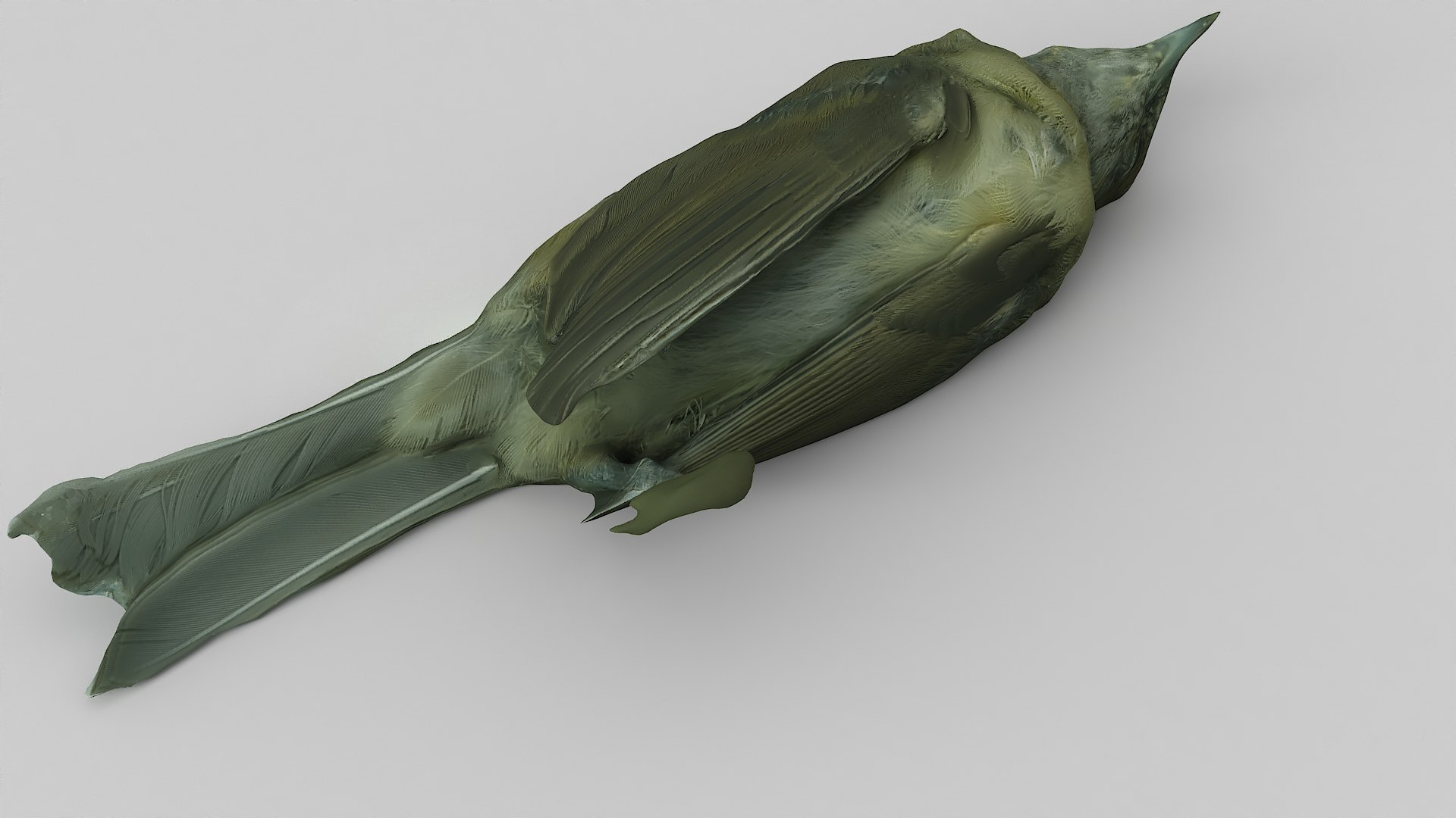 Dead Bird 01 3D Model - TurboSquid 1769996