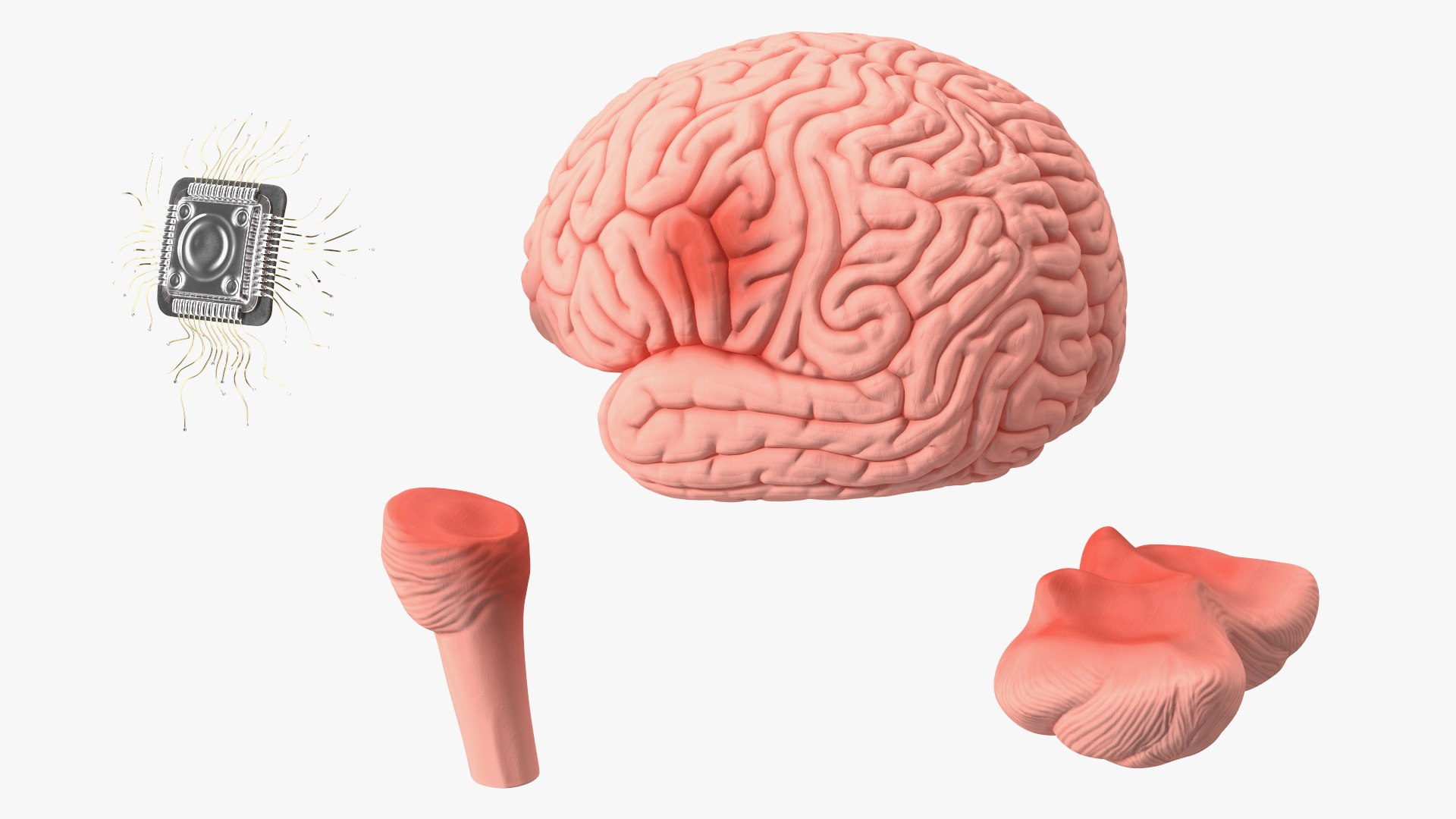 Human Brain With Implanted Microchip 3D Model - TurboSquid 2262580