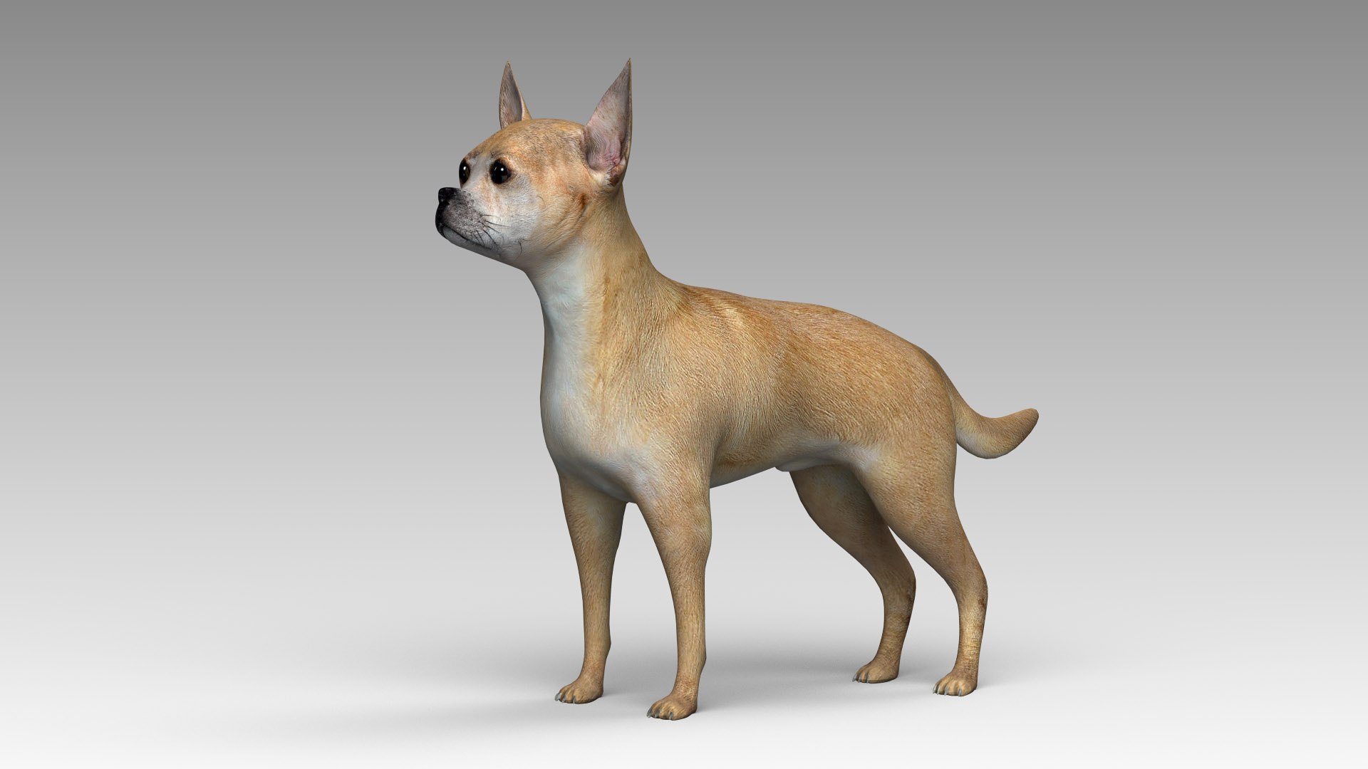 チワワ3Dモデル - TurboSquid 1670062