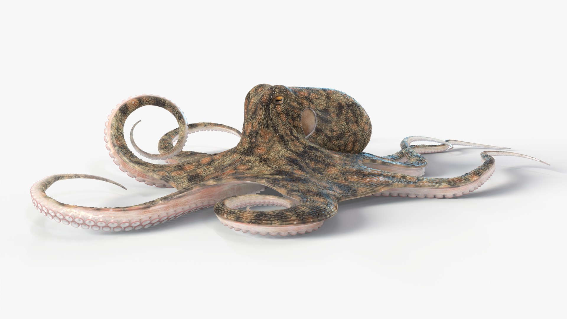 3D Octopus Animated Multicolor - TurboSquid 2308227