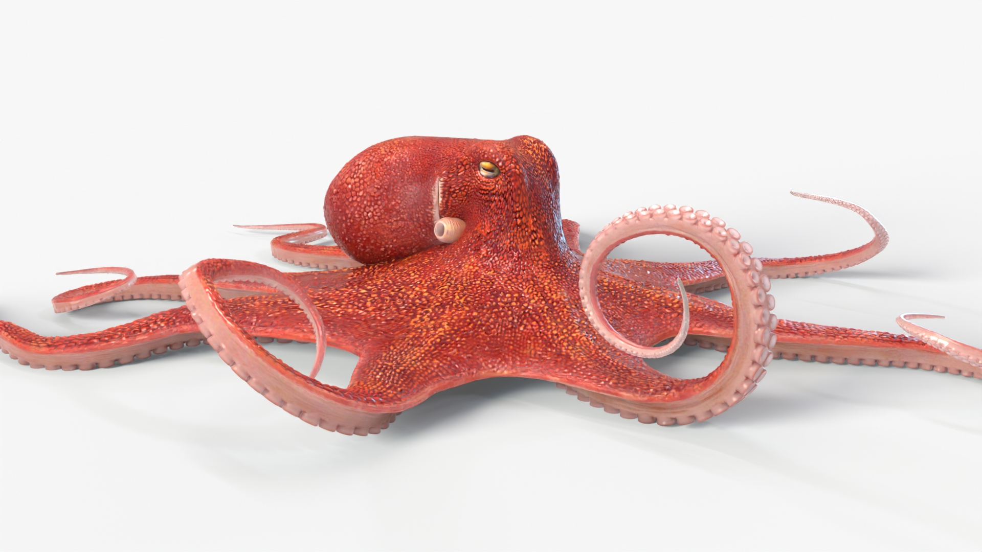 3D Octopus Animated Multicolor - TurboSquid 2308227
