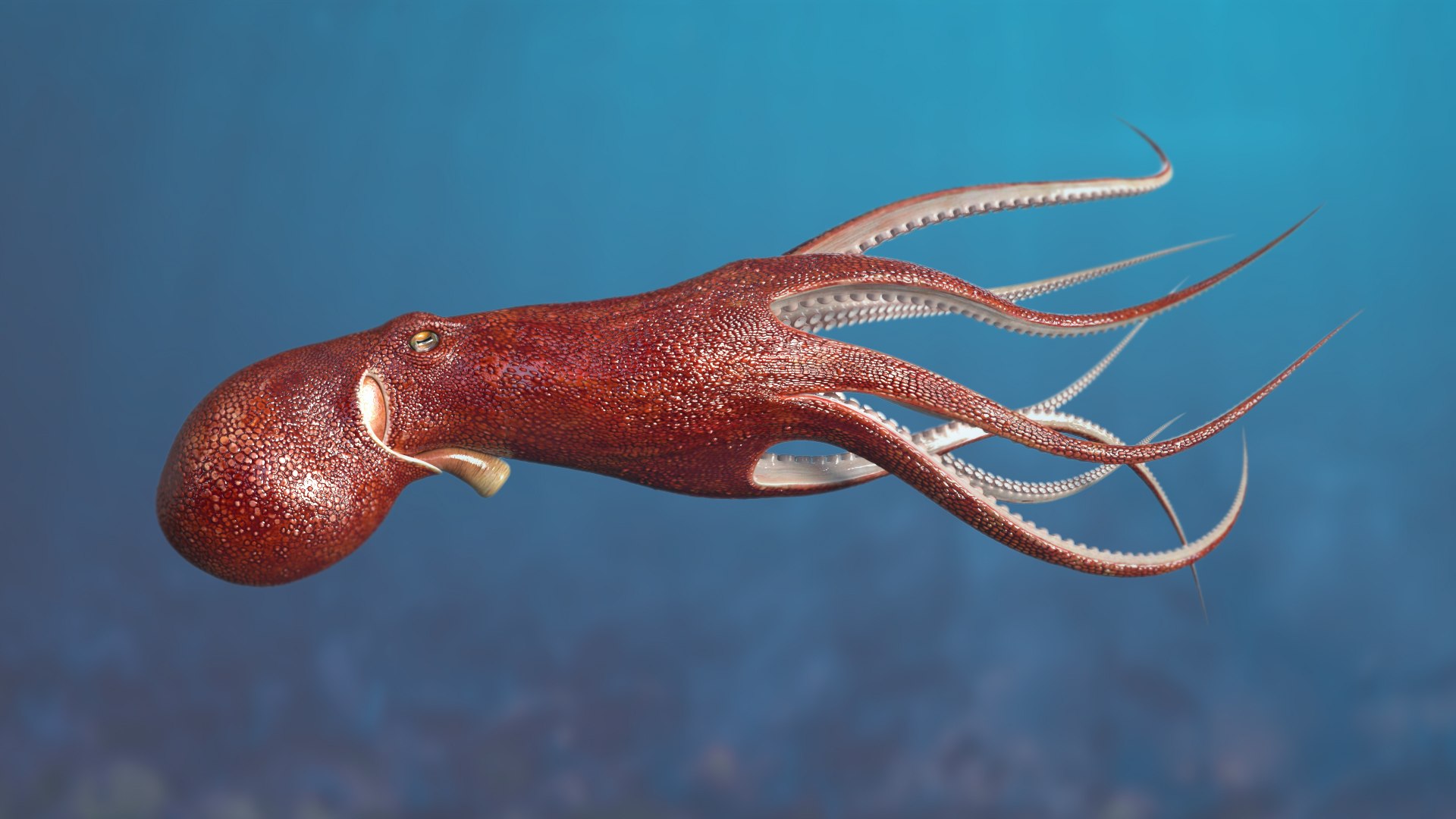 3D Octopus Animated Multicolor - TurboSquid 2308227