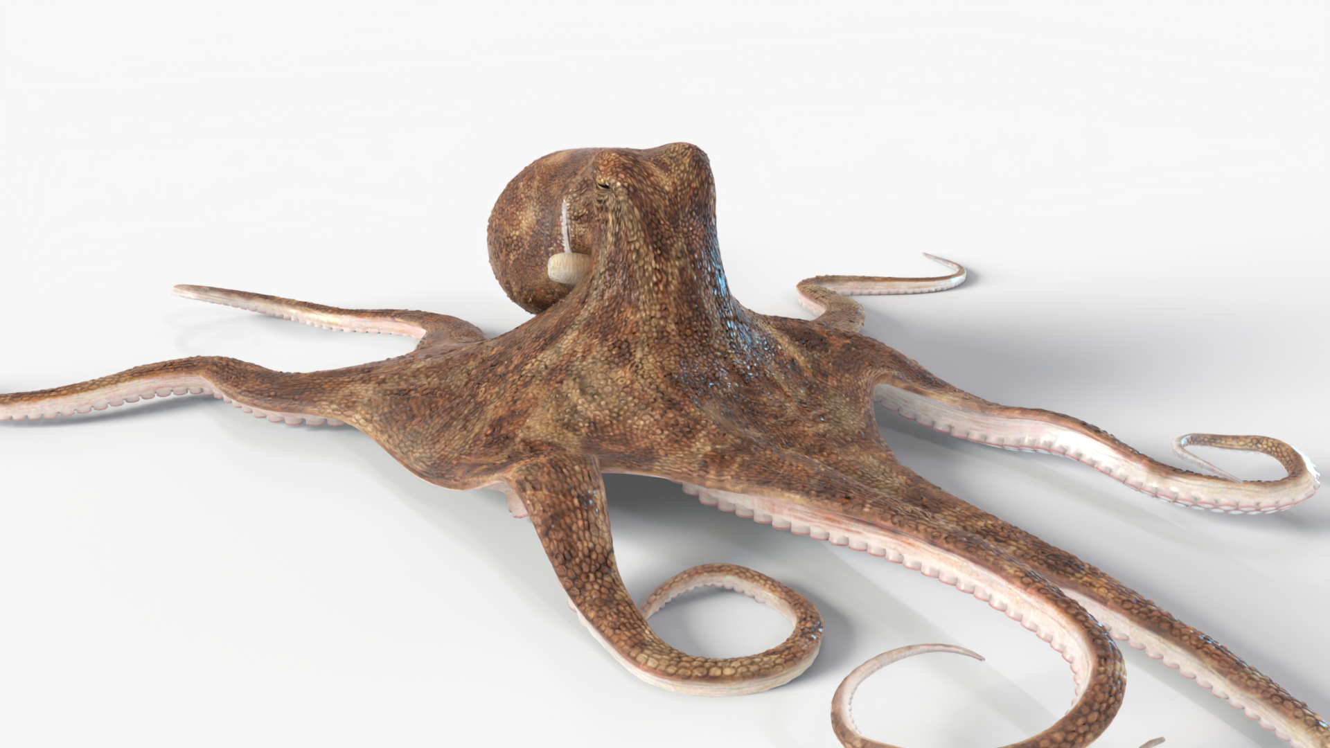 3D Octopus Animated Multicolor - TurboSquid 2308227