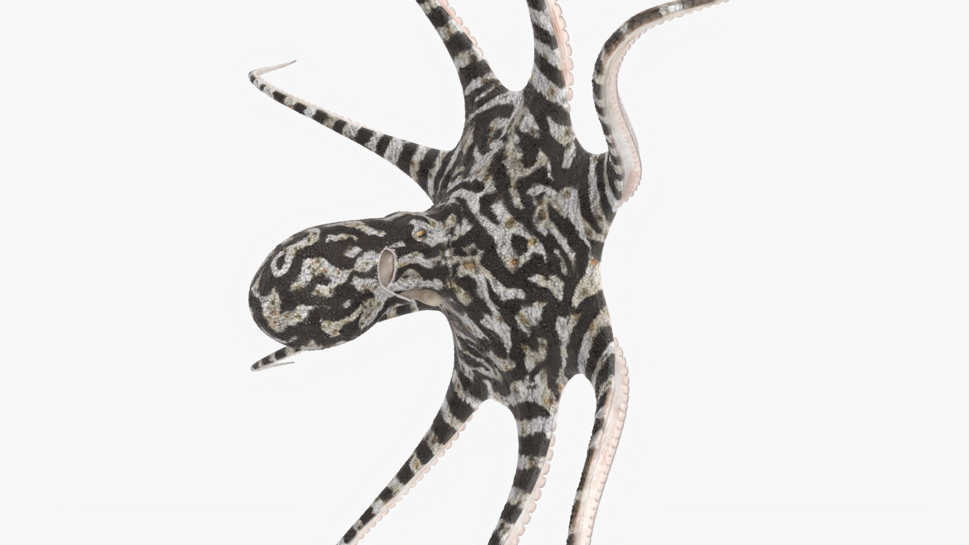 3D Octopus Animated Multicolor - TurboSquid 2308227