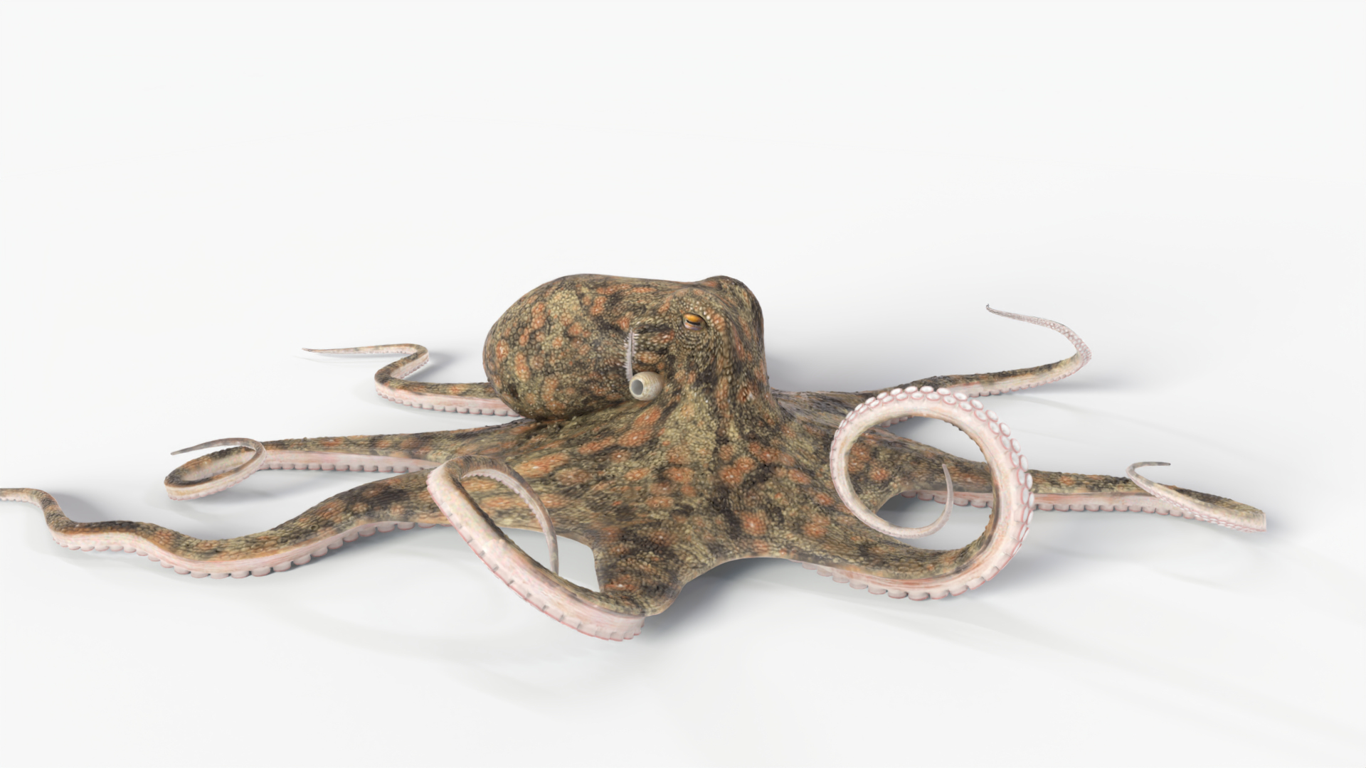 3D Octopus Animated Multicolor - TurboSquid 2308227