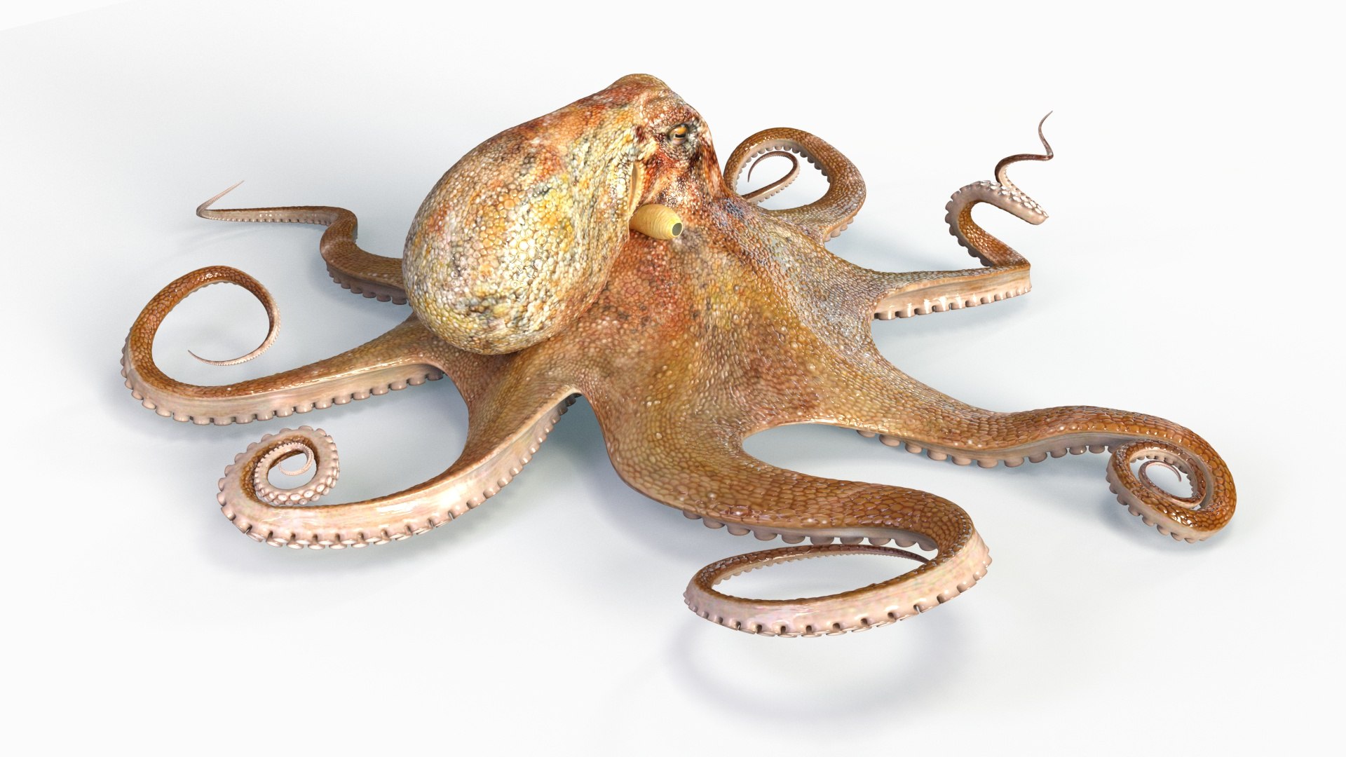 3D Octopus Animated Multicolor - TurboSquid 2308227
