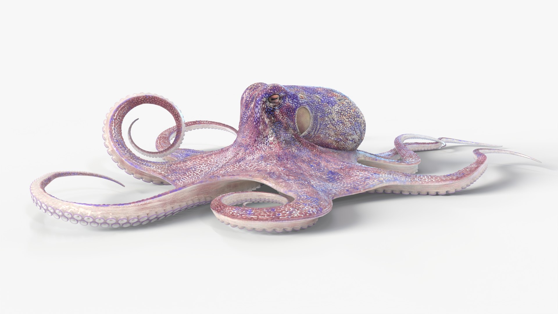 3D Octopus Animated Multicolor - TurboSquid 2308227