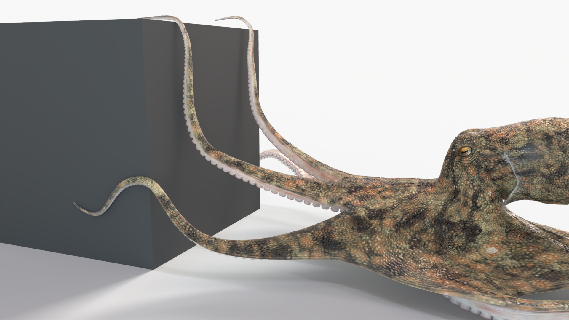 3D Octopus Animated Multicolor - TurboSquid 2308227