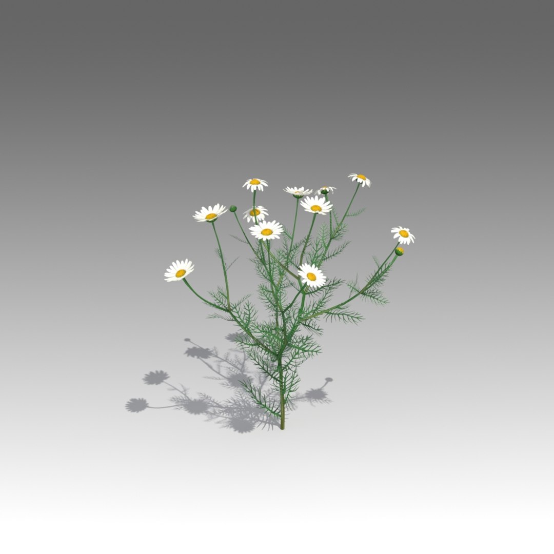 3d Model Matricaria Flower