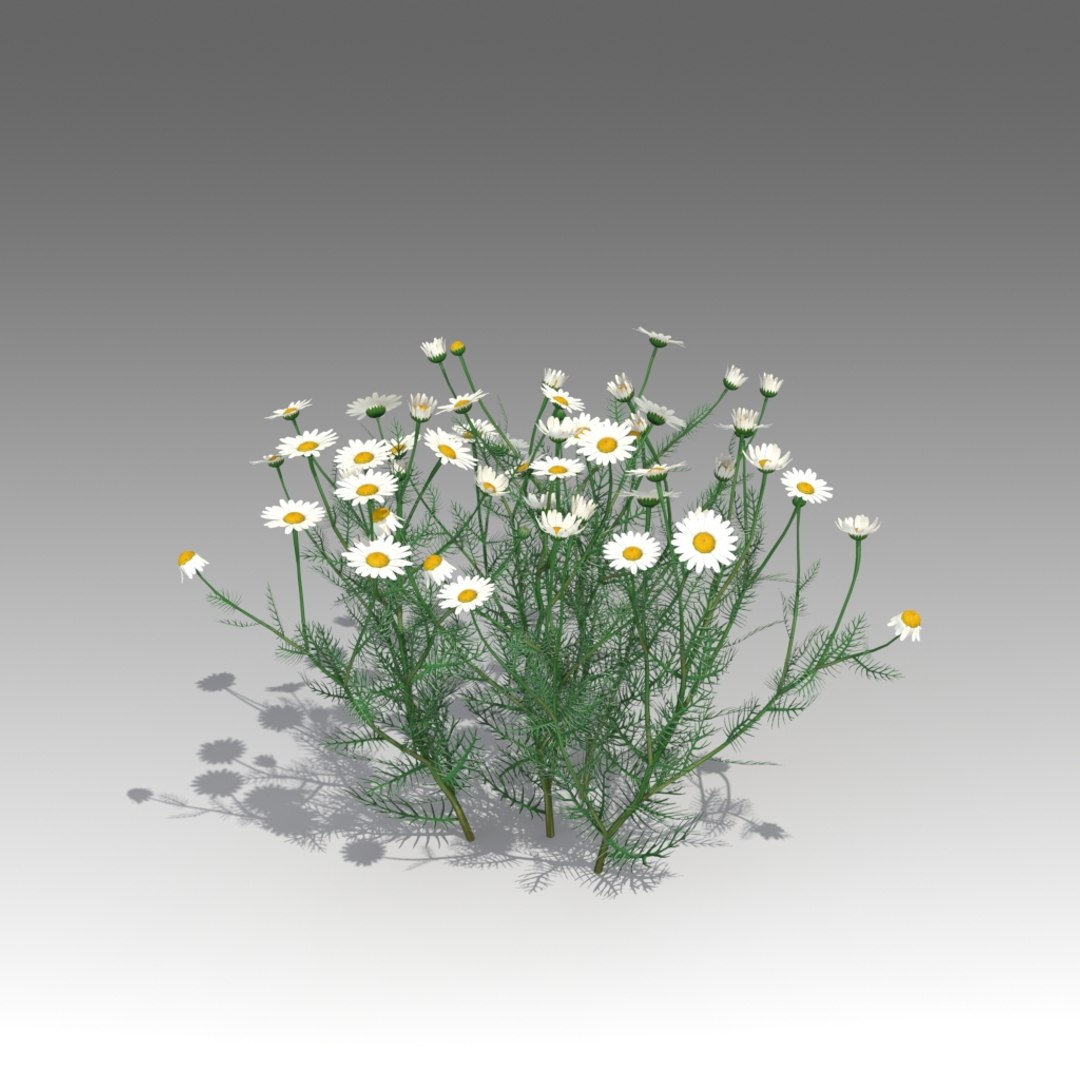 3d Model Matricaria Flower