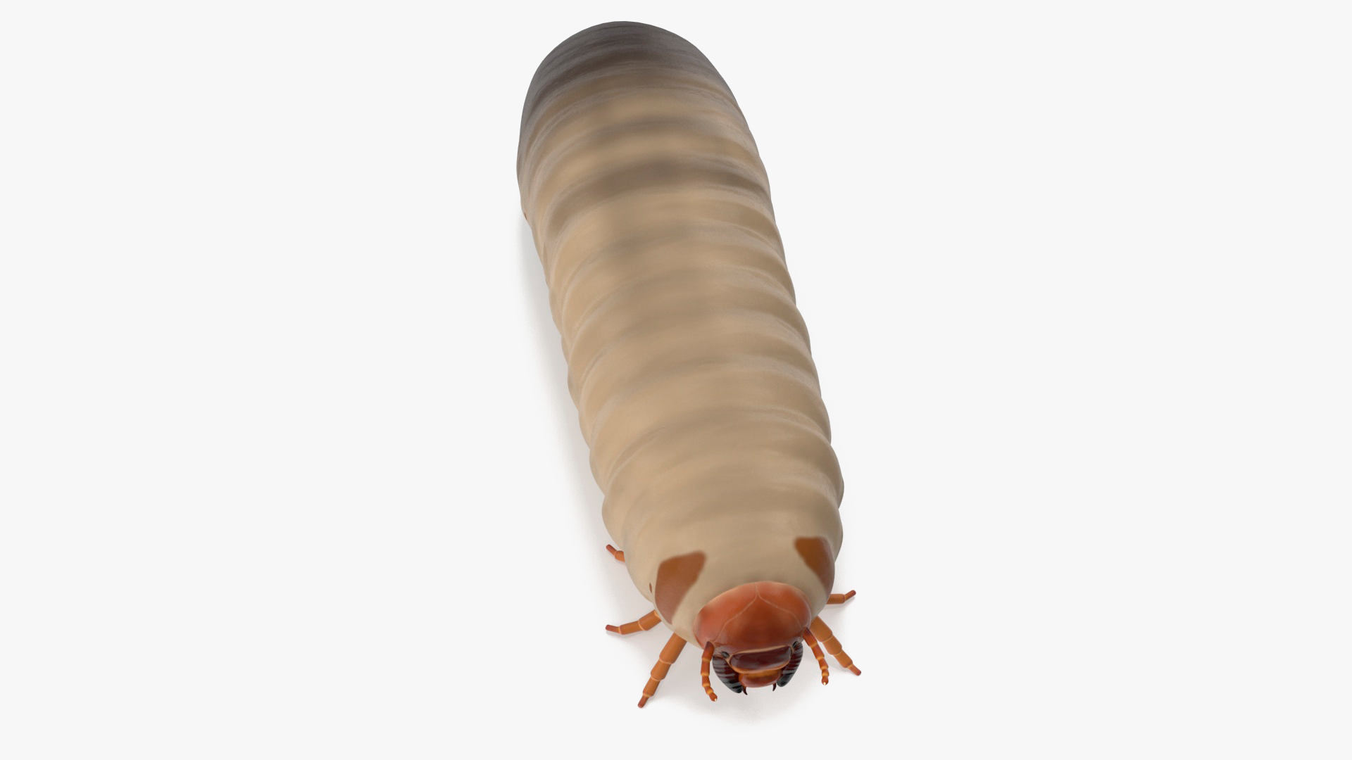 Maggot May Bug Rigged 3D - TurboSquid 2166881