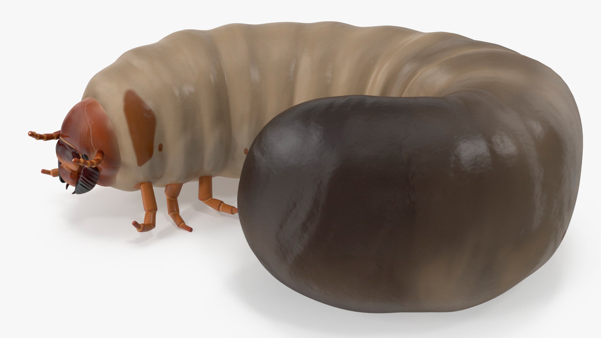 Maggot May Bug Rigged 3D - TurboSquid 2166881