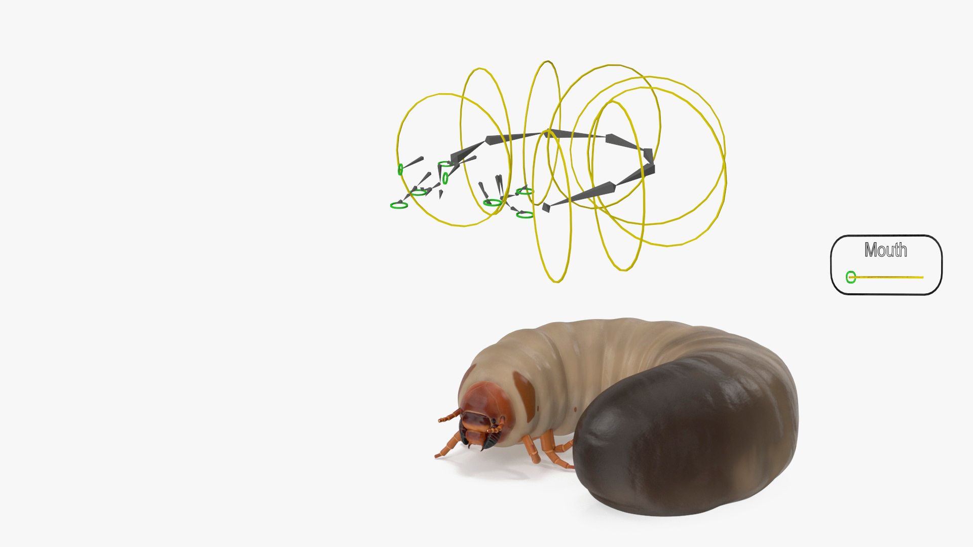 Maggot May Bug Rigged 3D - TurboSquid 2166881