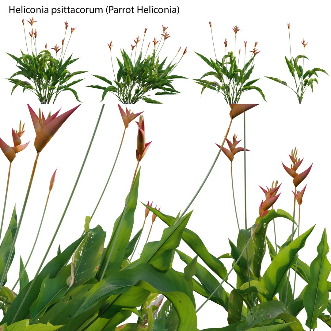 3D Heliconia Psittacorum - Parrot Heliconia Model - TurboSquid 1989242